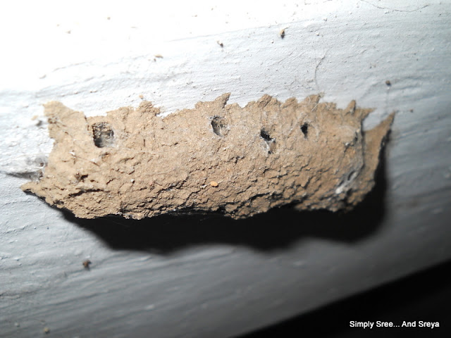 Life in Pictures: Day 191 ~ July 10 - Kandireega Goollu