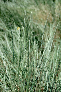 ECOHUERTO DE FANTASIA: ballico