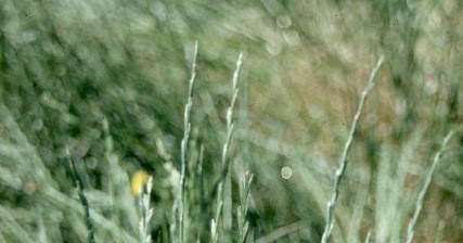 ECOHUERTO DE FANTASIA: ballico