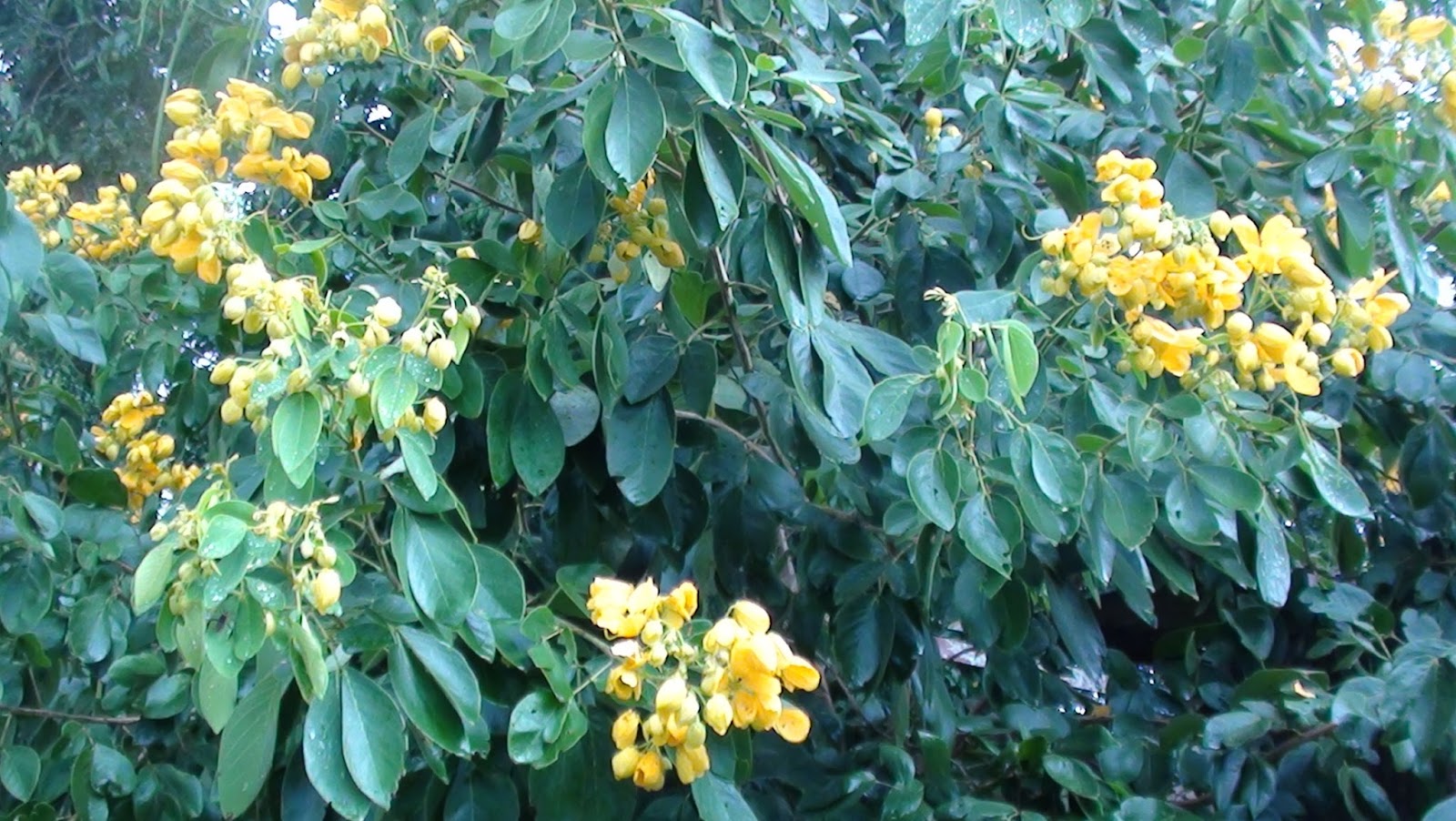 Flores, frutos e aves de Brasília e do Cerrado: (EXPANDIDO) SENNA: UM ...