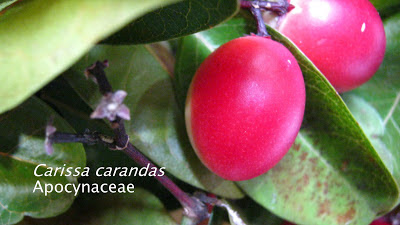 Mrs Lavender Daisy: Jeruk Buah Asam Renda Yang Laris