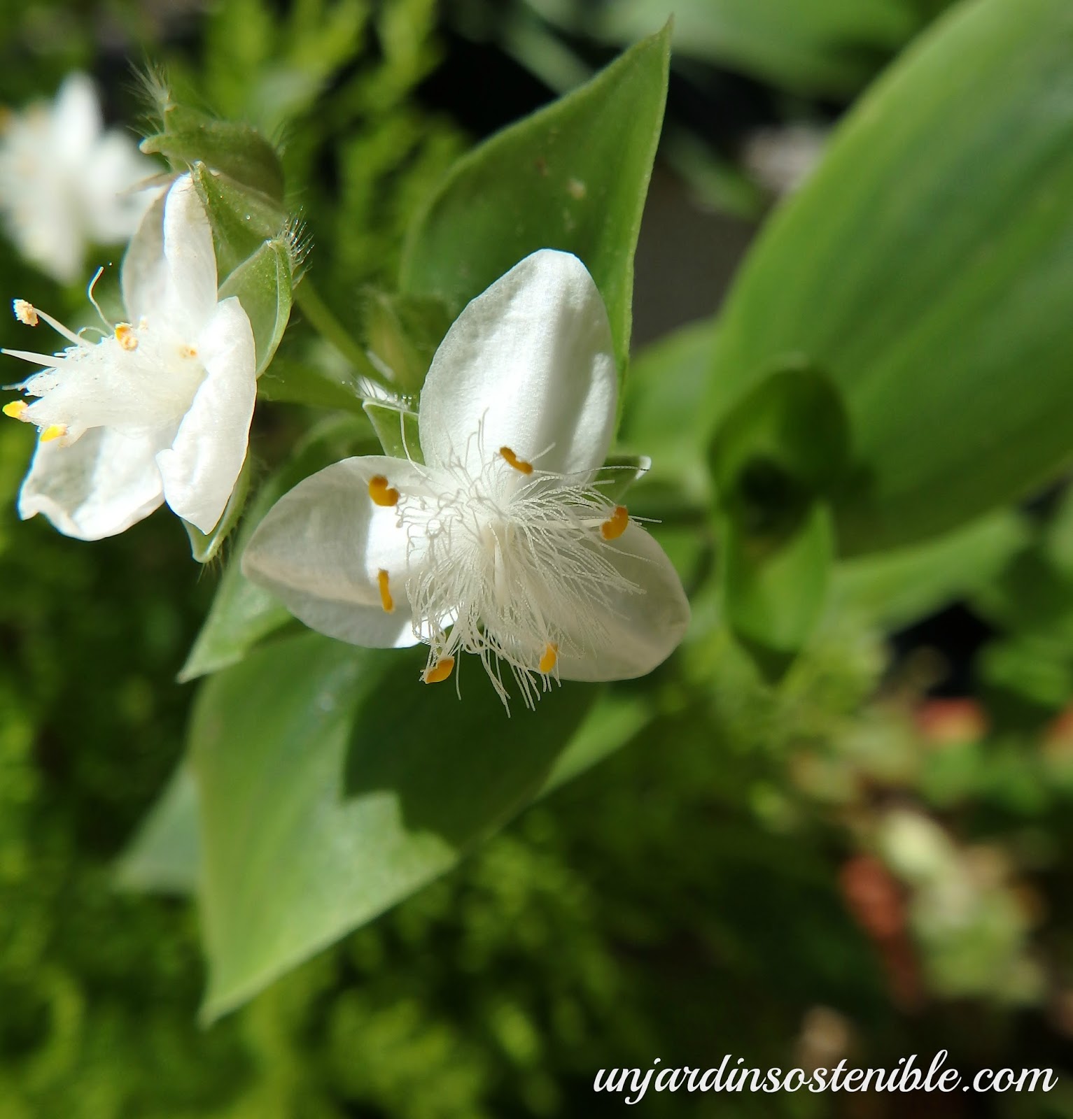 Callisia repens (Calisia)