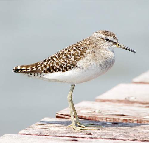 Wood sandpiper | Birds of India | Bird World