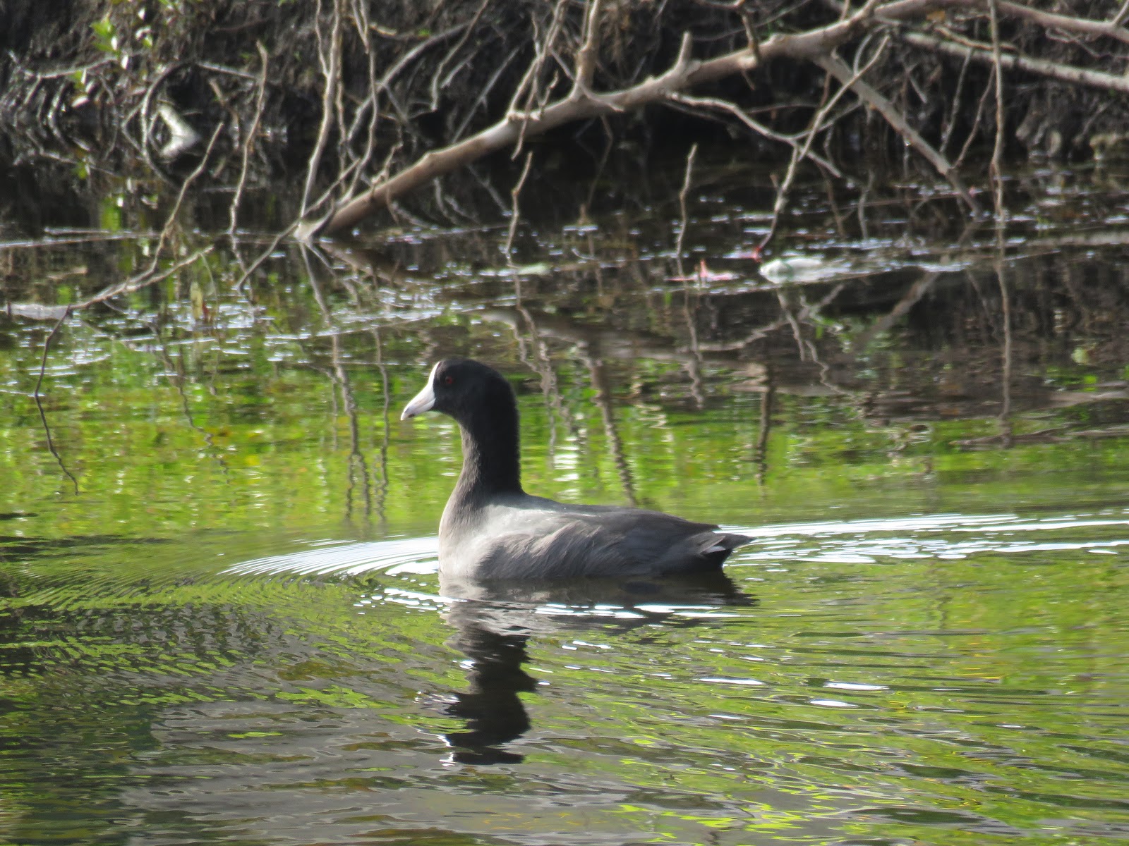 Bird & Travel Photos, Birding Sites, Bird Information: AMERICAN COOT ...