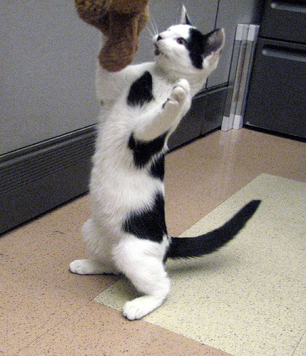 13 Foto Imut Kucing Sedang Berdiri | Nyatanya.Com