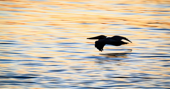 Whimbrel Nature: Behind The Images- Skimming The Light And Ravenel ...