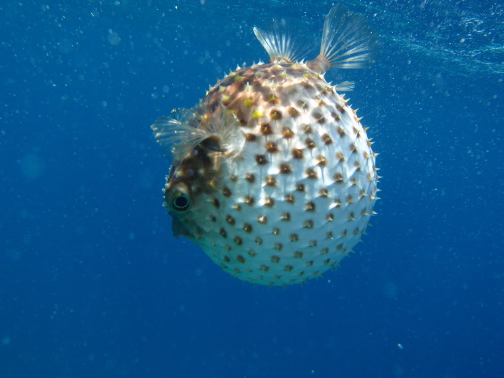 Wallpaper Blog: puffer fish backgrounds