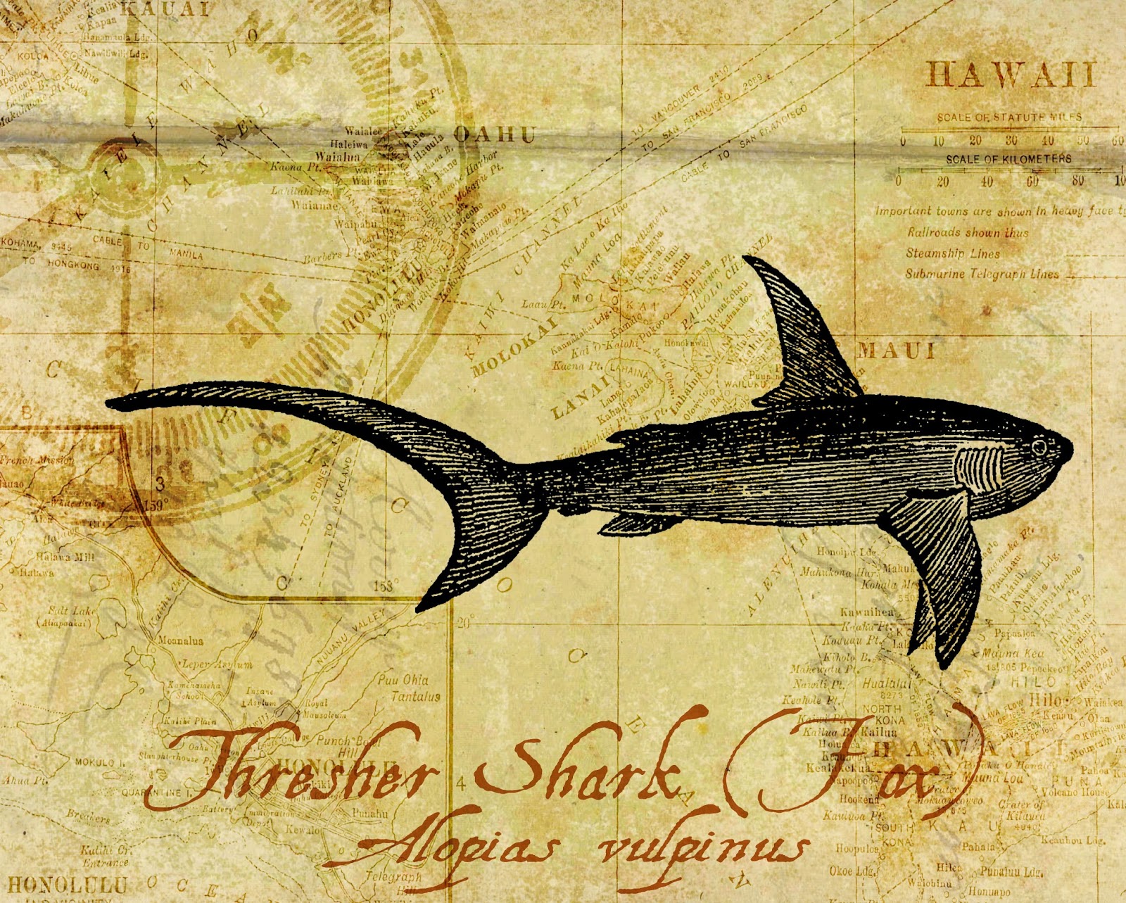 The Graphics Monarch: Printable Vintage Fish Shark Collage Artwork ...