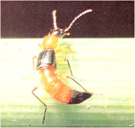 SAUNG SUMBERJAMBE: MUSUH ALAMI WERENG