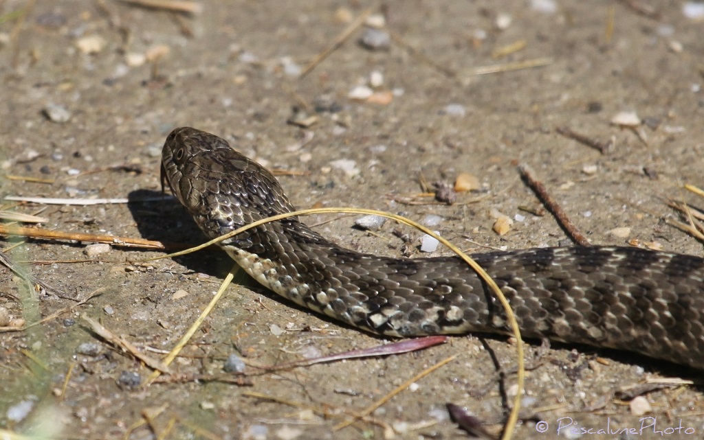 Pescalune Photo: Couleuvre vipérine (Natrix maura), Viperine water snake