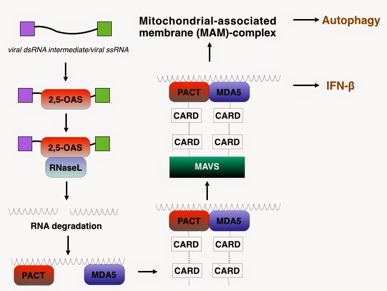 Virology tidbits: Encephalomyocarditis virus (EMCV) and autophagy: anti ...