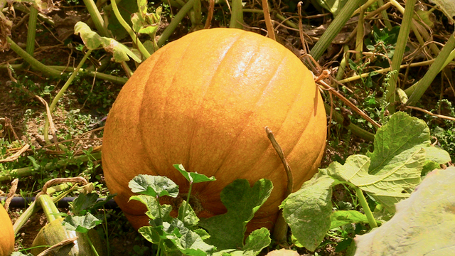 Menchu Ramos : Huerta pequeña en Casa Cosecha de la calabazas