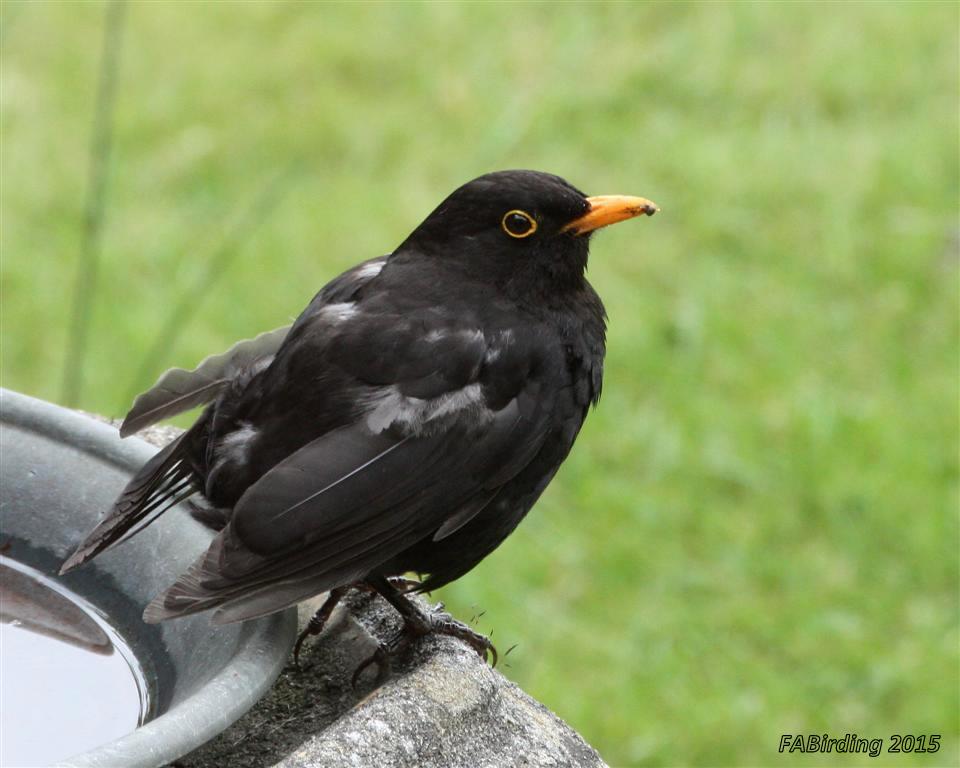 Birds With No Tail Feathers