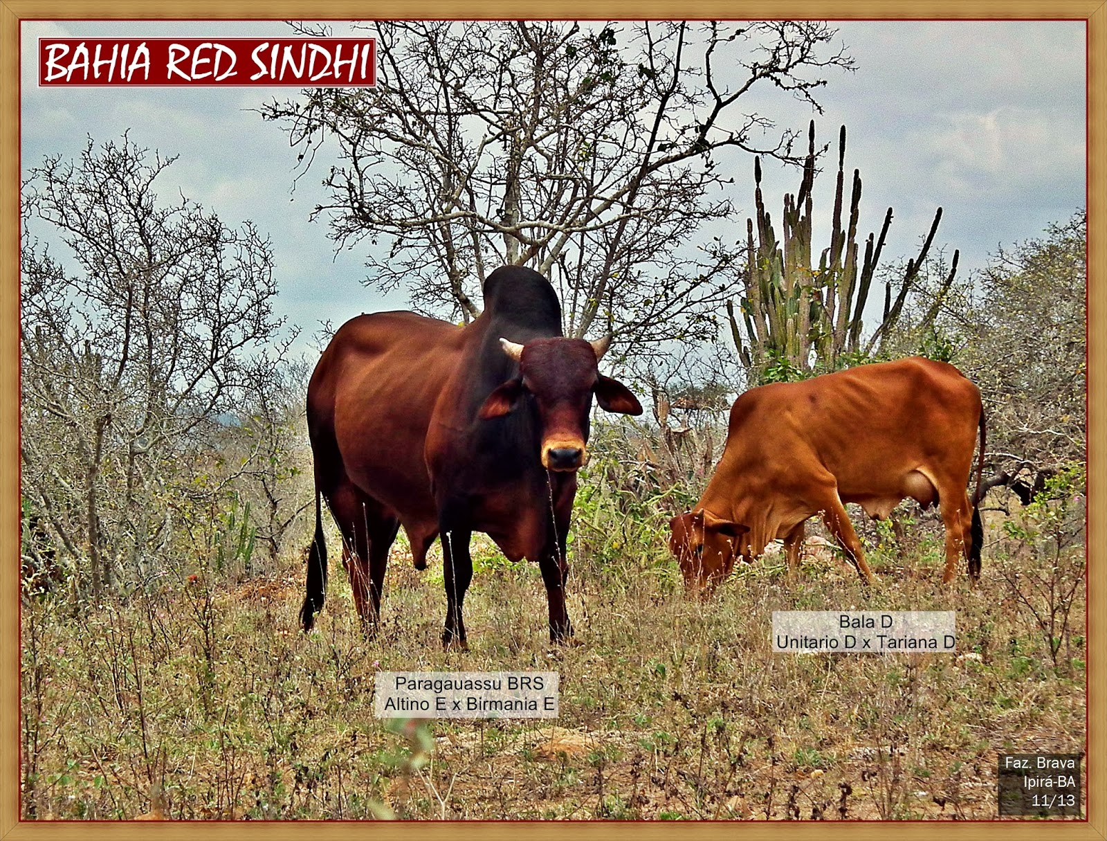 Bahia Red Sindhi: POR QUE SINDI?