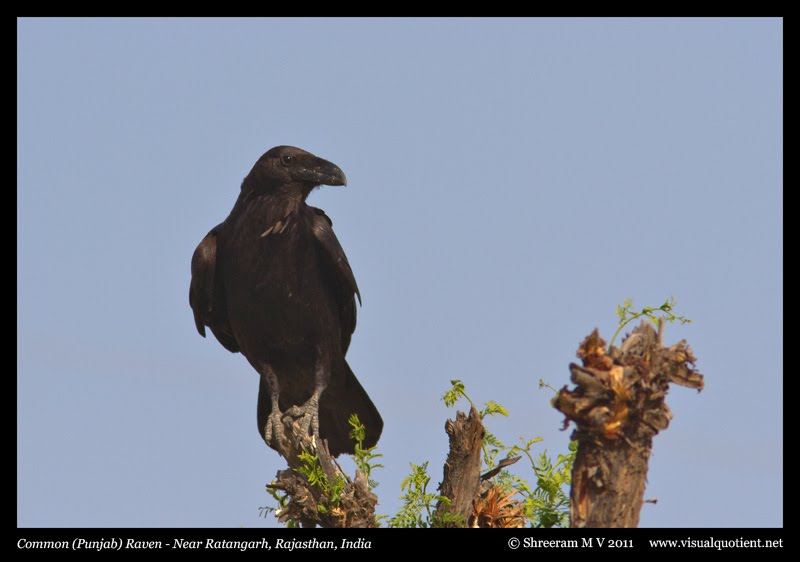 Indian Birds Photography: (delhibirdpix) Common (Punjab) Raven - 1