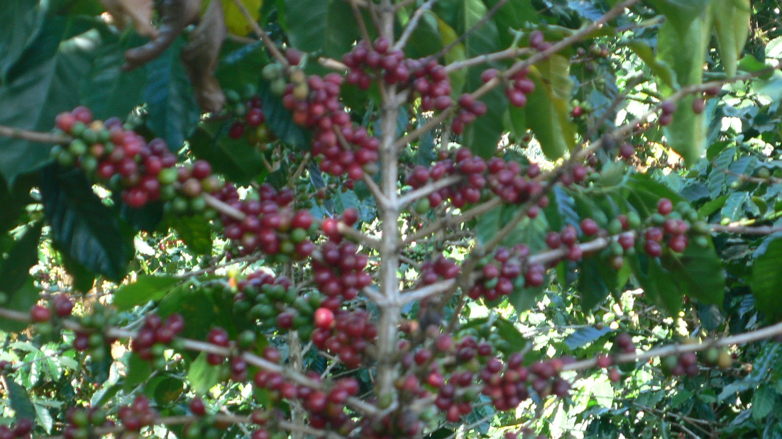 5 grains de riz: Le plateau des Boloven : les Katus en vrai