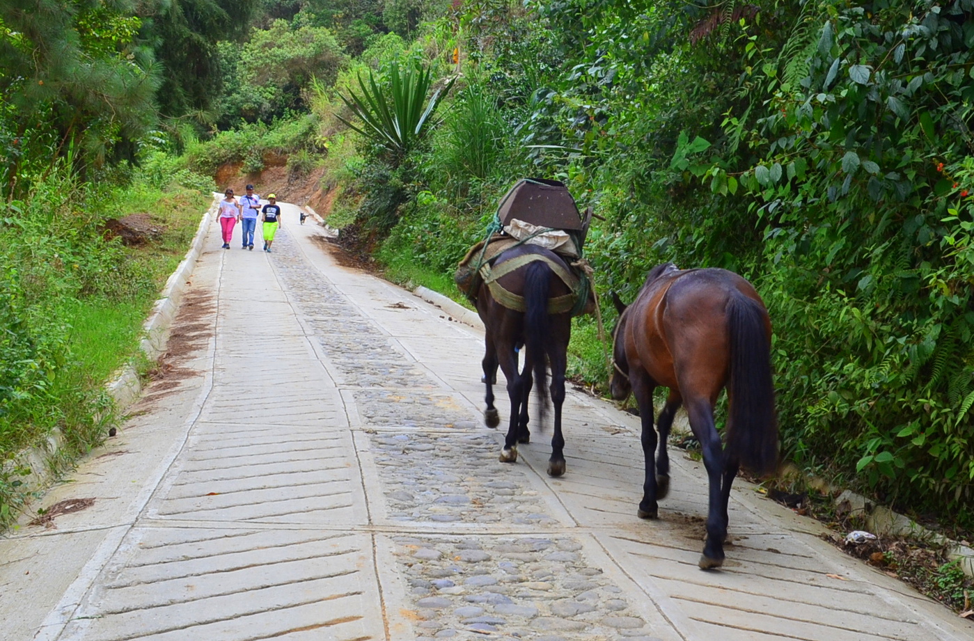 LA MULA DE TRES PATAS
