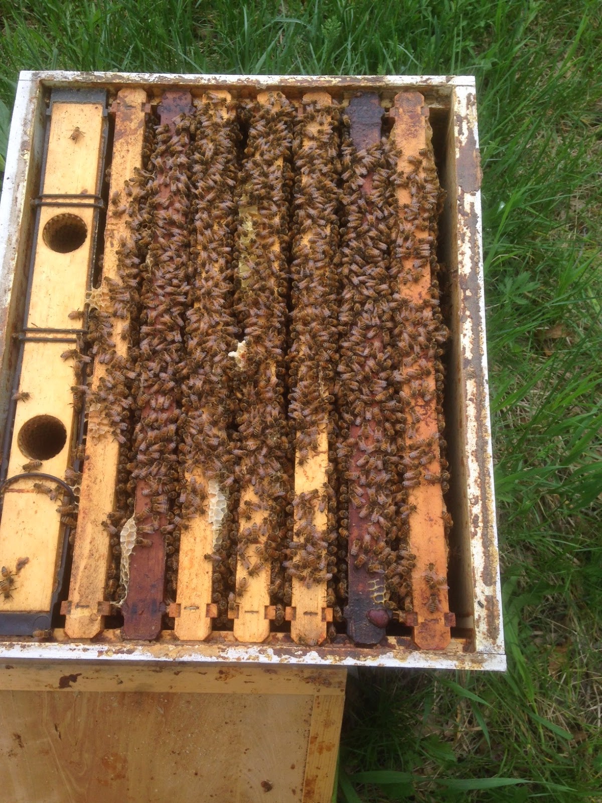 What Should I Be Doing With My Bees This Month Looked At My Bees Today what-should-i-be-doing-with-my-bees-this-month-looked-at-my-bees-today