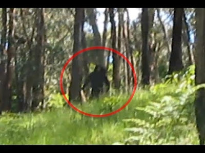Yowie Reports