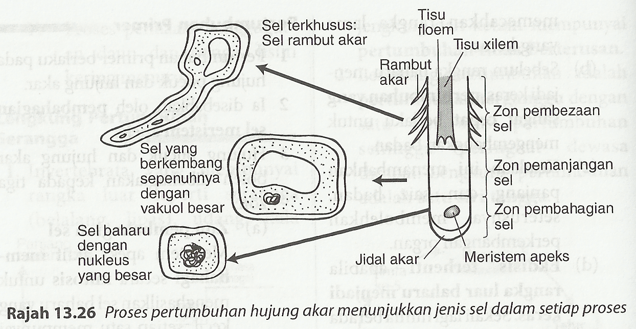 Proses Kejadian Tumbuh - tumbuhan Dari Segi Sains dan Dalam Islam ...