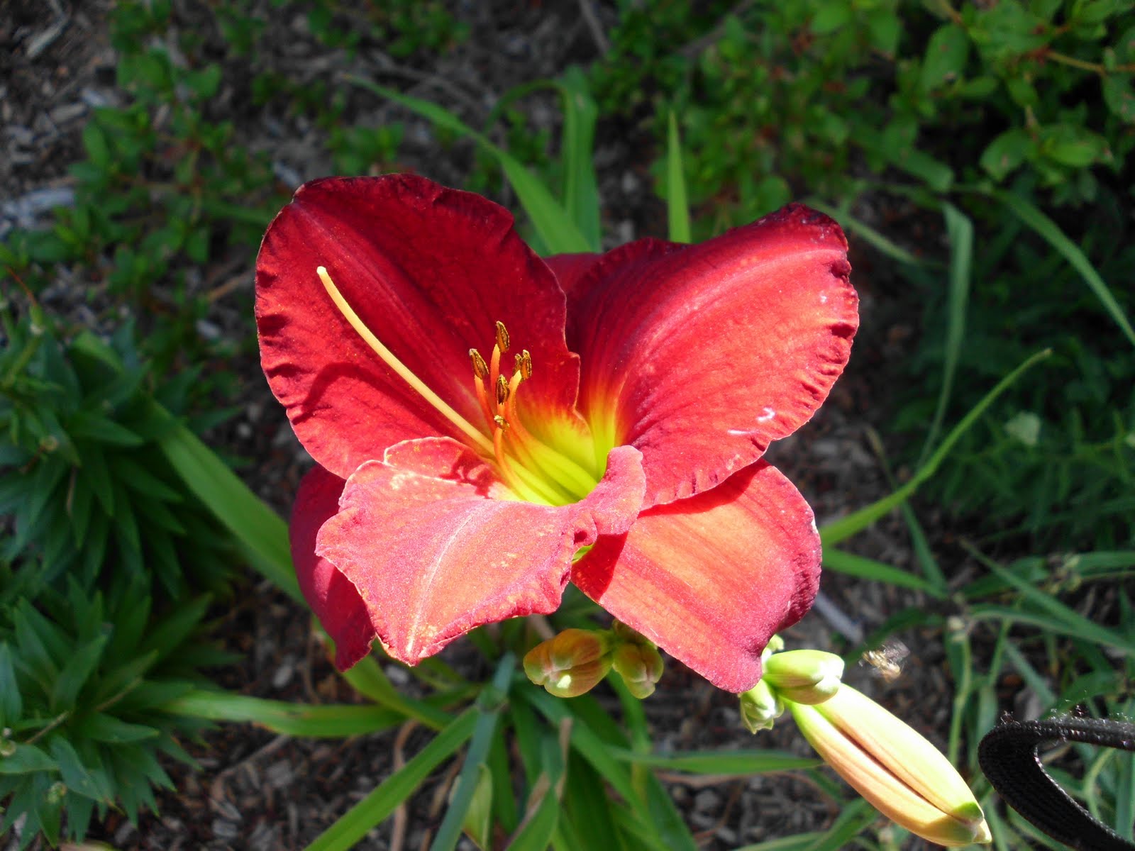 June Rhodes House Flowers-What kind of flower are you? - Rhodes Creations