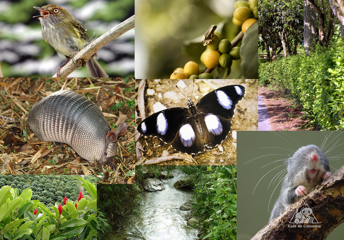 BIODIVERSIDAD COLOMBIANA: El paraiso de la biodiversidad