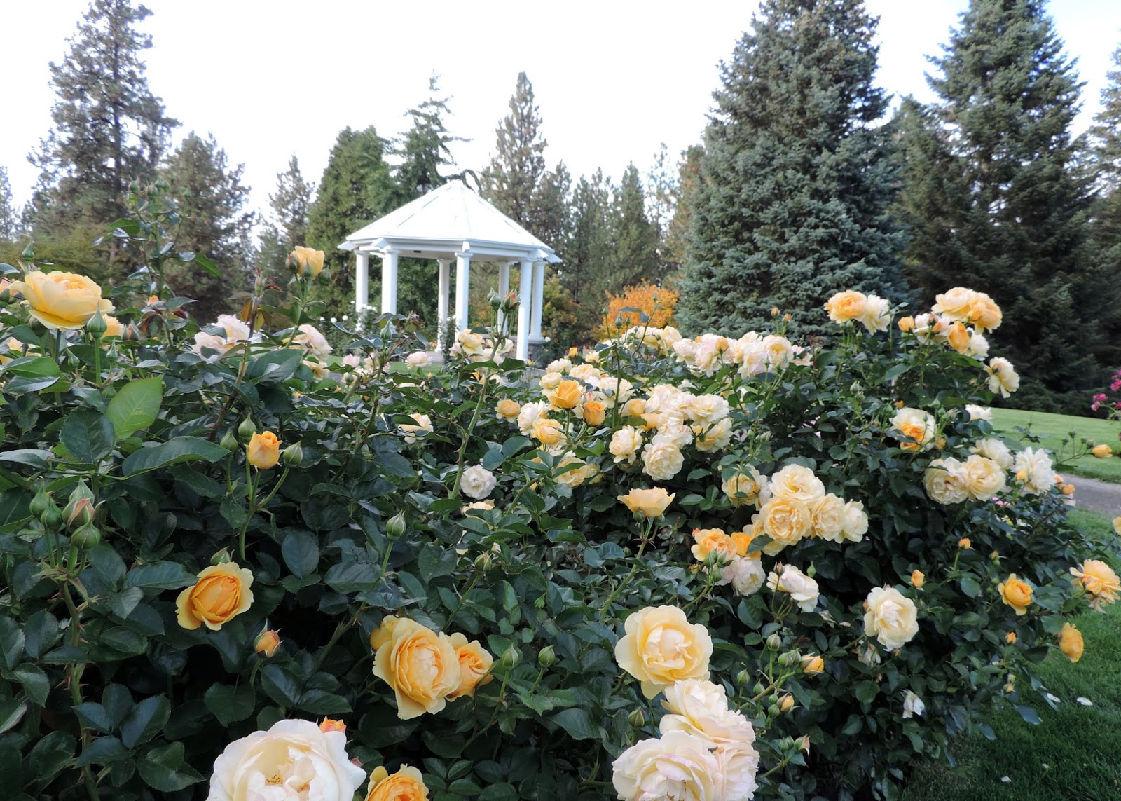 Eden By The Bay: Manito Park in the Fall