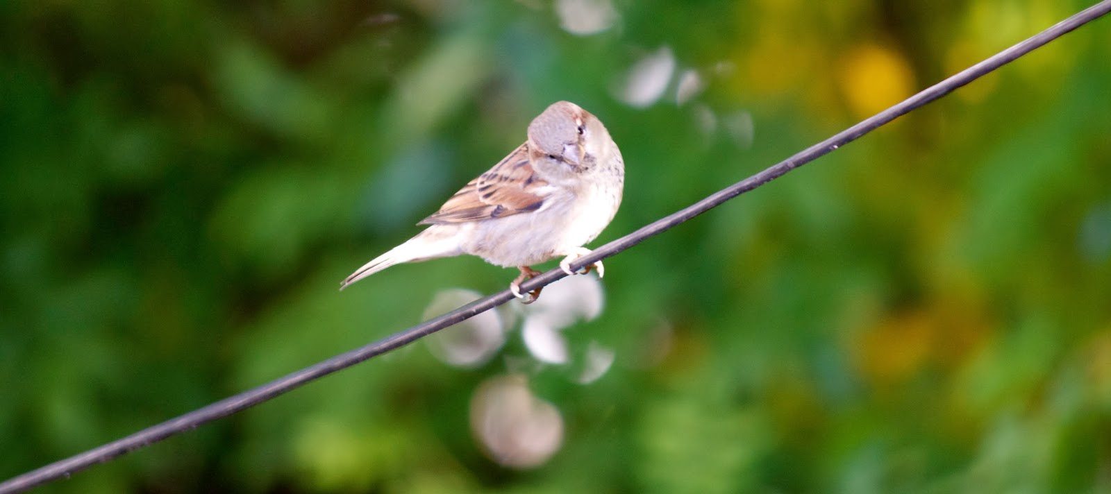 Snapshots of Nature: More Tiny Terrace Bird Watching...