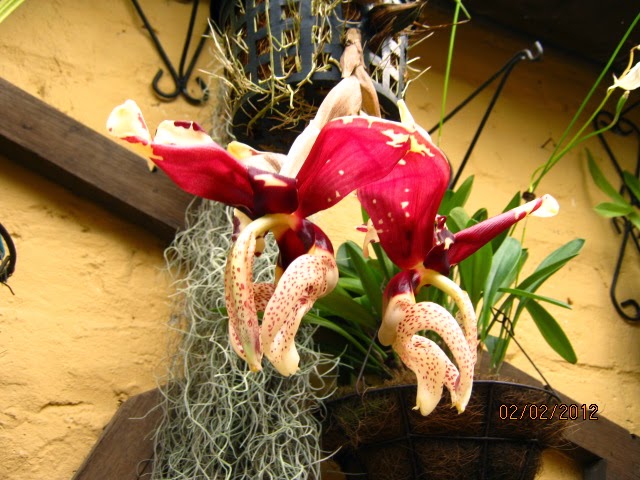 las orquideas: torito