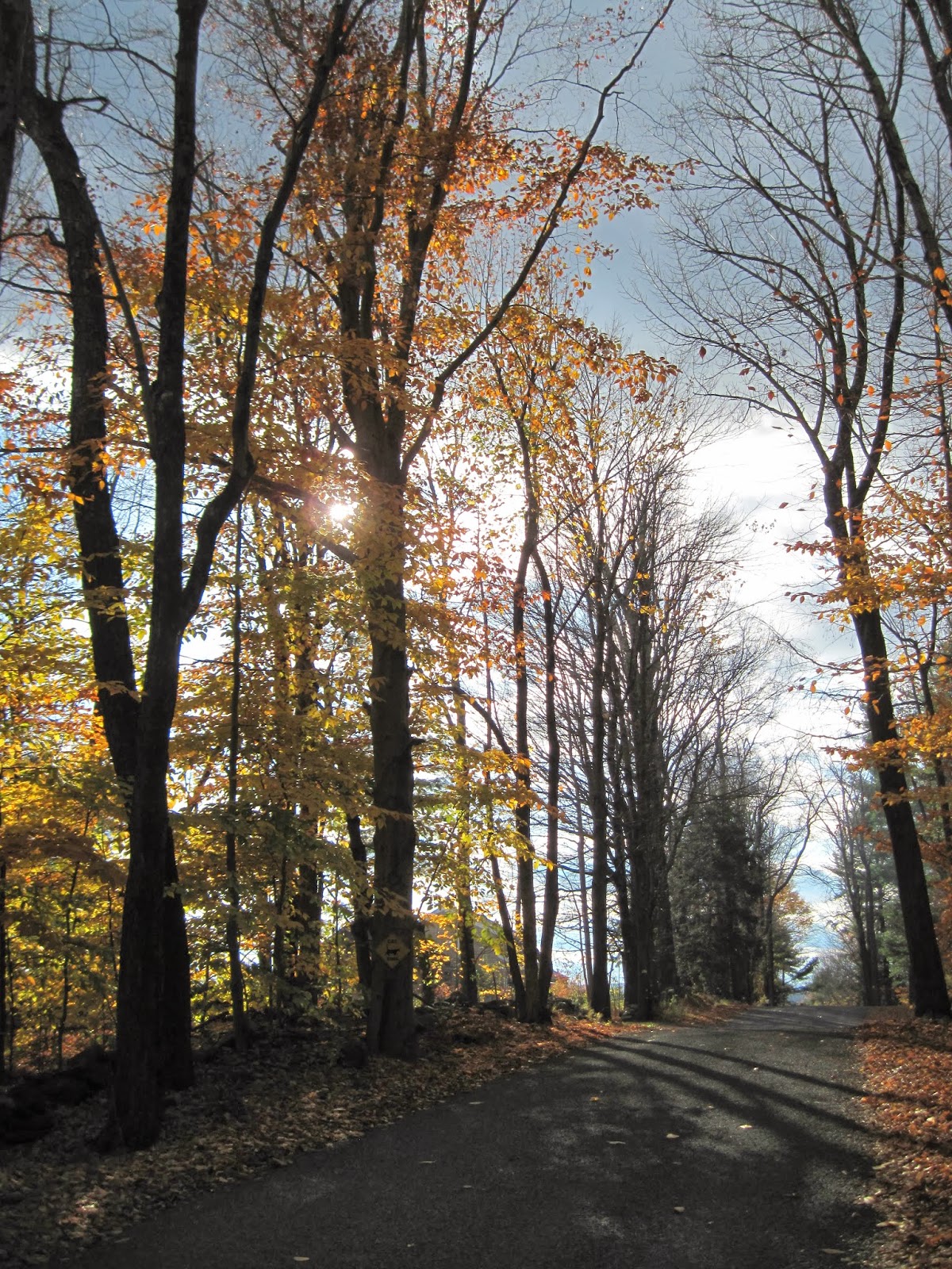 RavenWood Forest: Slow Shifting