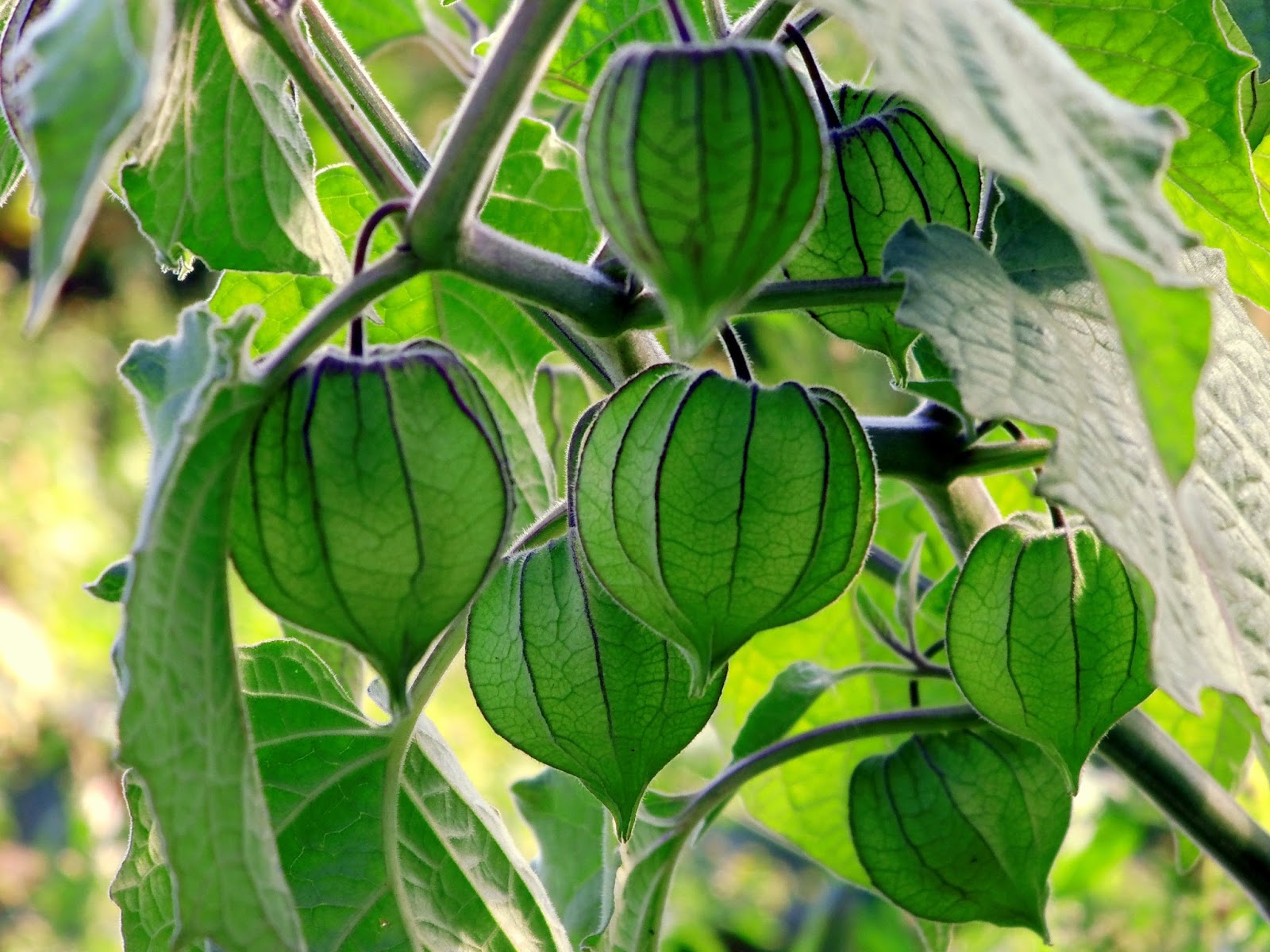 Rodzynek brazylijski: rodzynki z balkonowej skrzynki | BEZ OGRÓDEK ...