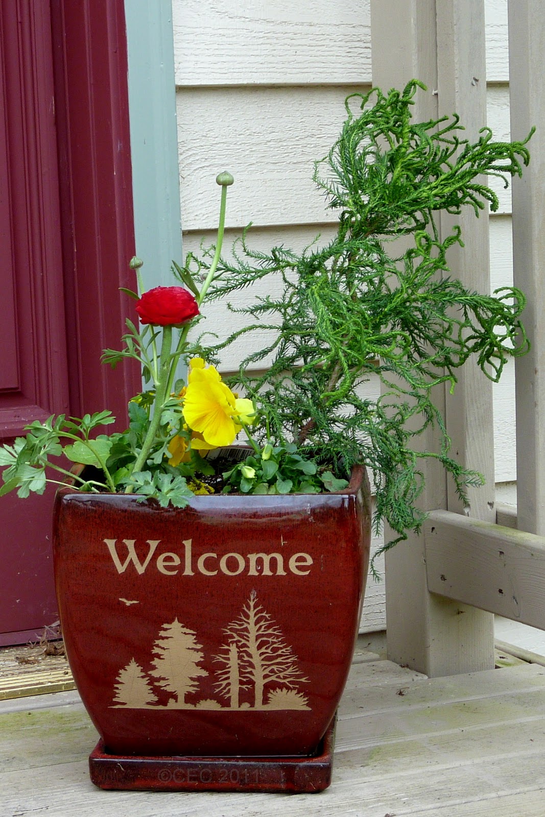 Gardener's Roost: Wordless Wednesday - Welcome new plants