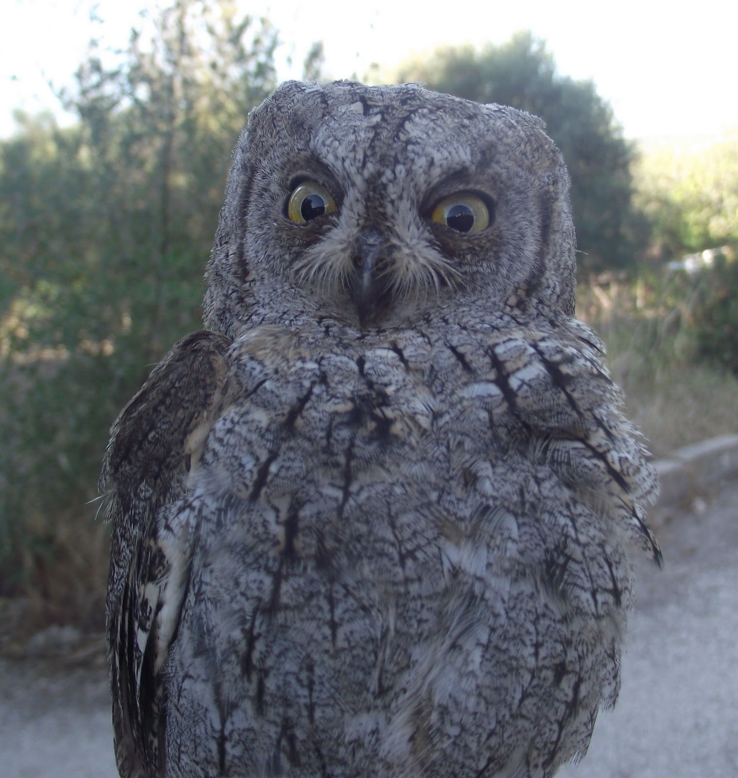 AVES DE RAPINA: O MOCHO