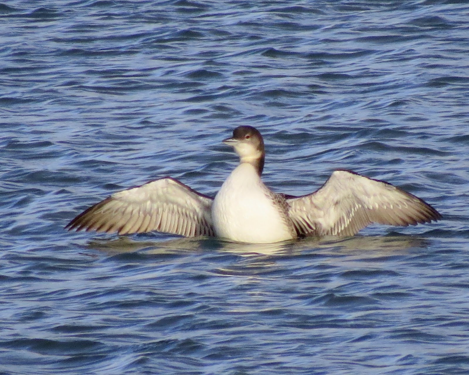 Boatbirder.com: Draycote Water