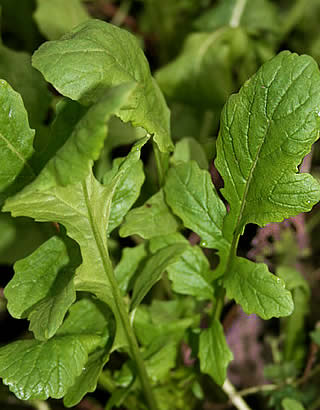 HOW TO GROW ROCKET FROM SEED |The Garden of Eaden