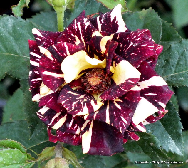 Images of Sri Lanka on blogspot.com: Roses, Waters Edge, Colombo, Sri ...