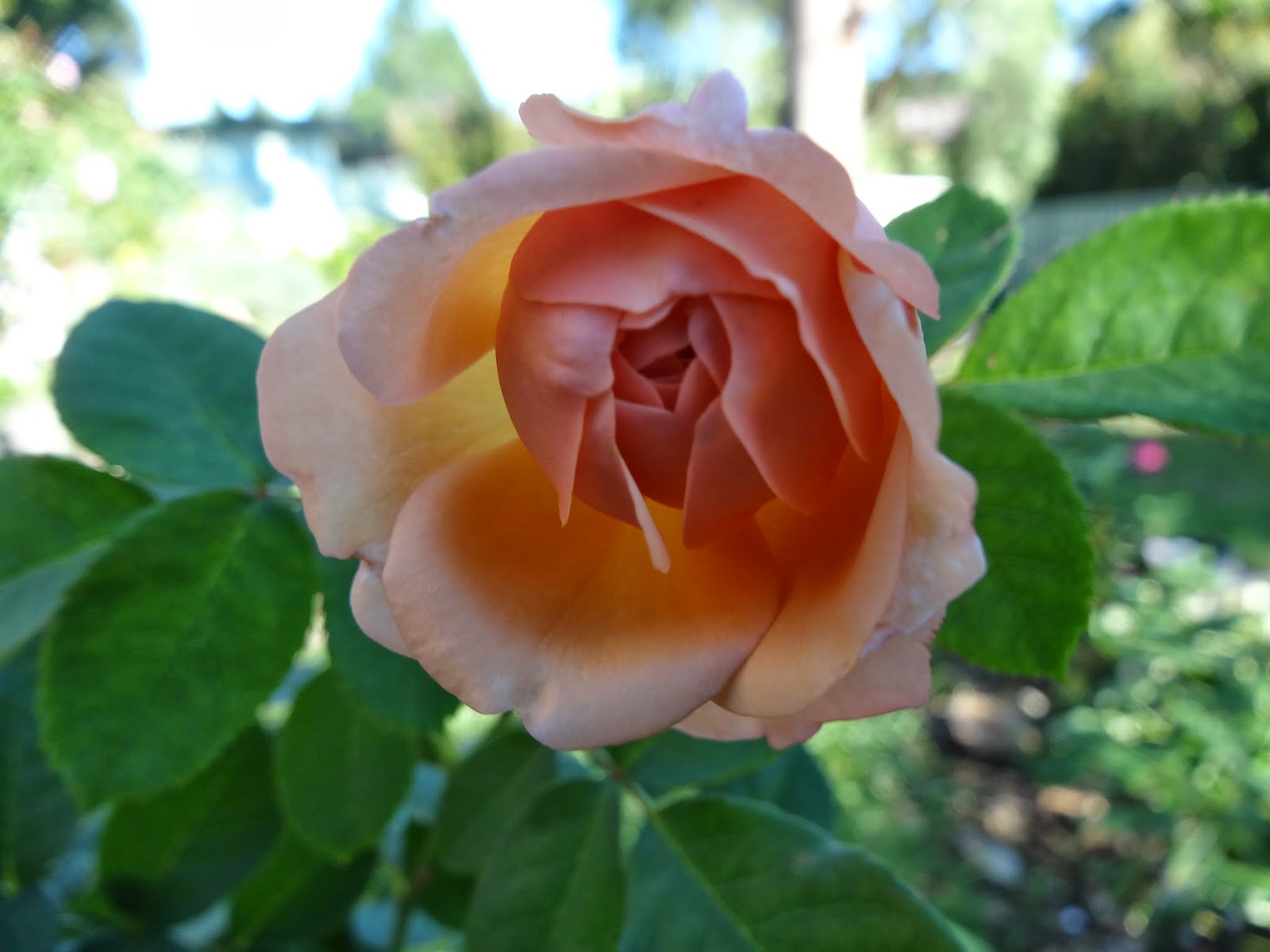 Platy's Garden Ramble: Chameleon Roses & Possum Magic