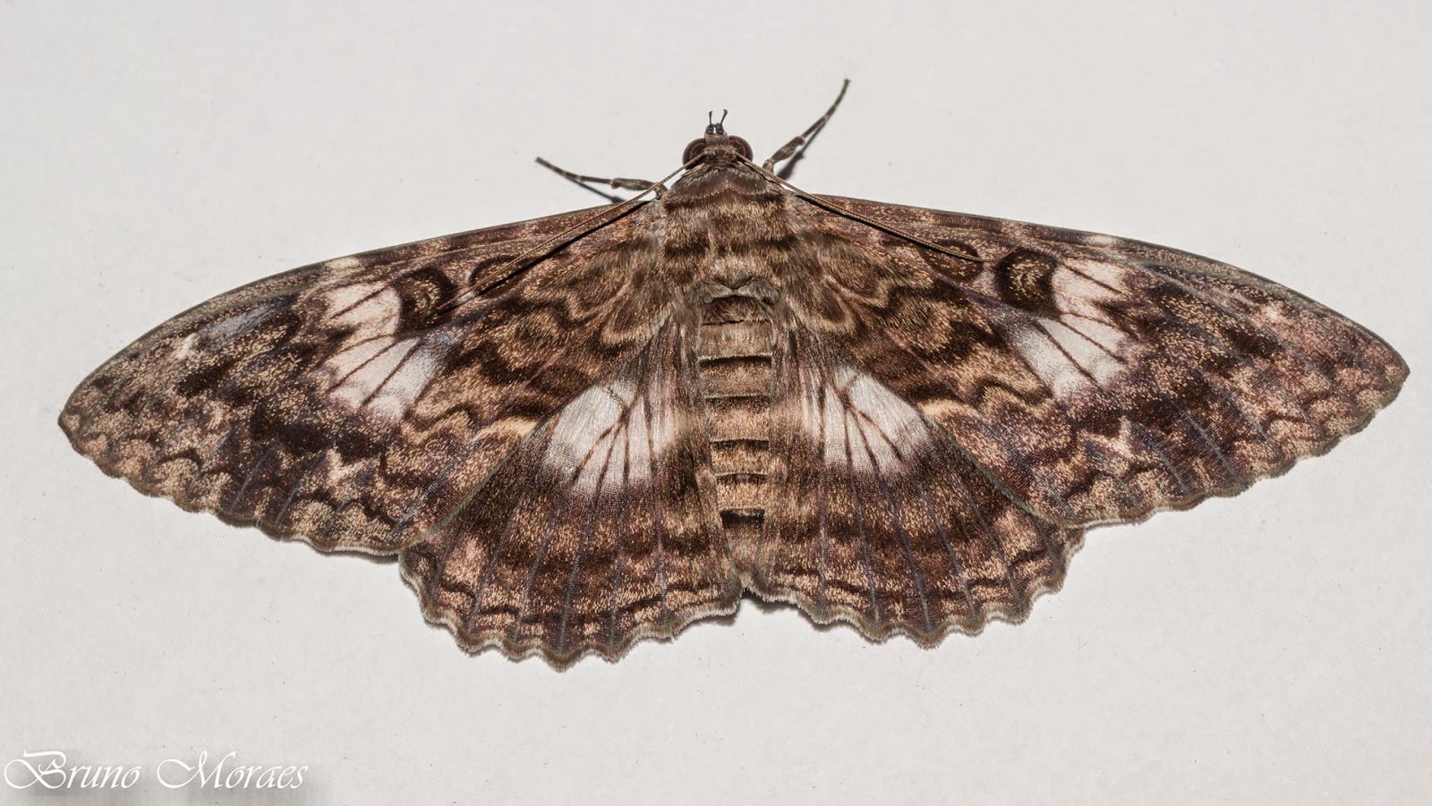 Borboletas e Mariposas: Letis specularis (Hübner, 1821)