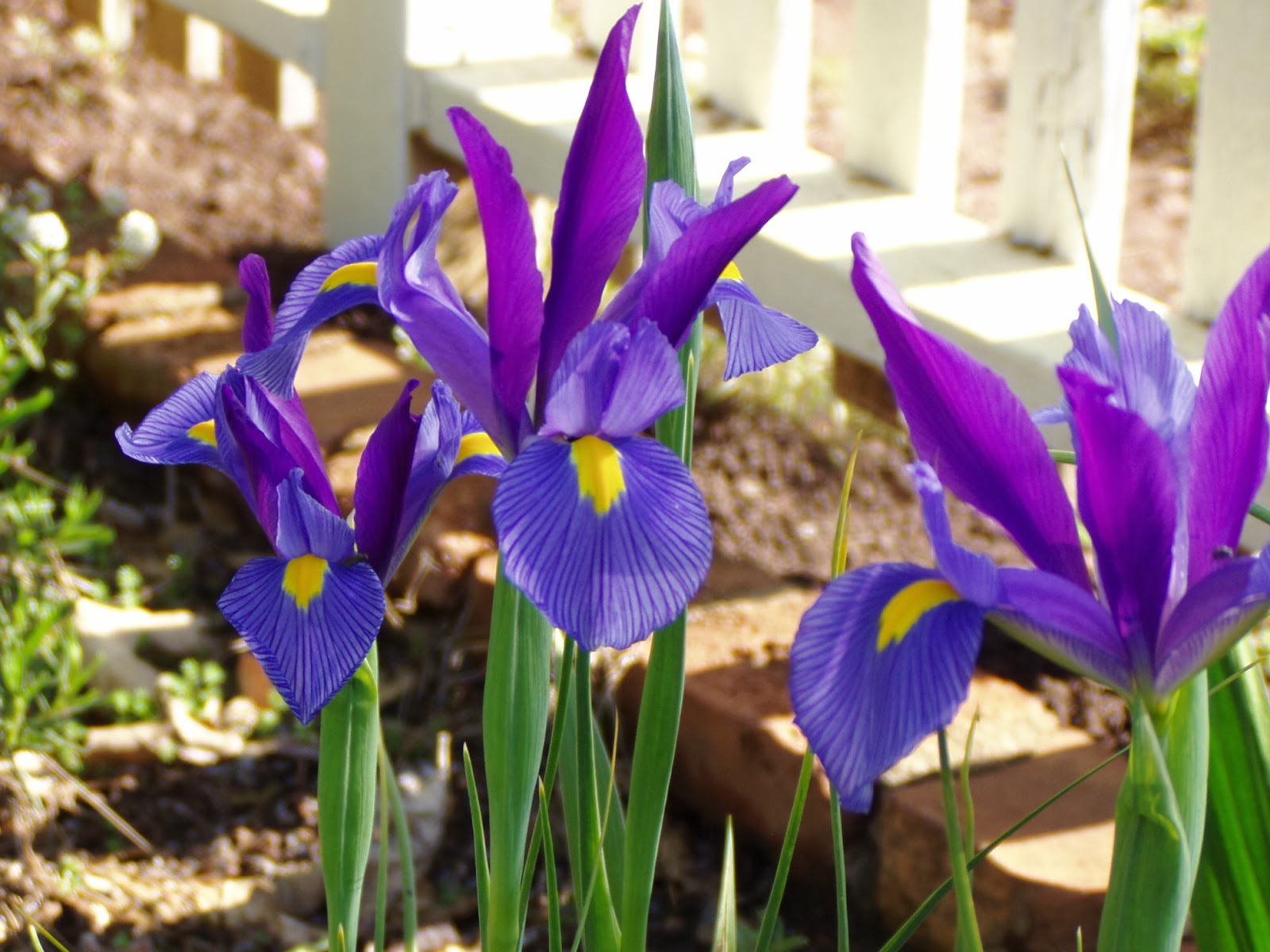 A Farmboy stuck in the city - Fox Farm - Riverside CA: A bed of Dutch Iris
