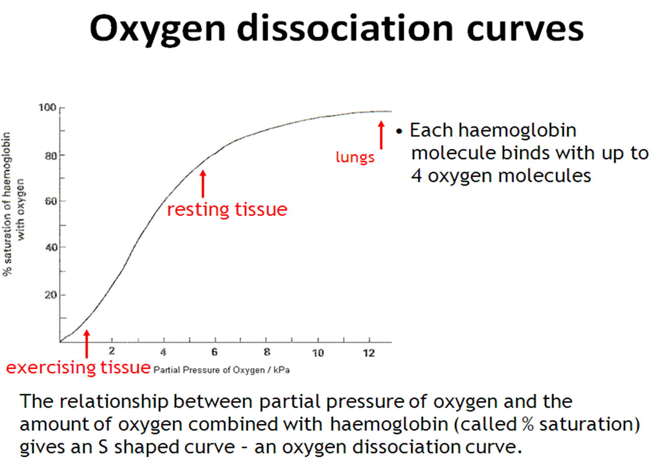 AS biology Ms Timms: images from haemoglobin & oxygen dissociation lesson