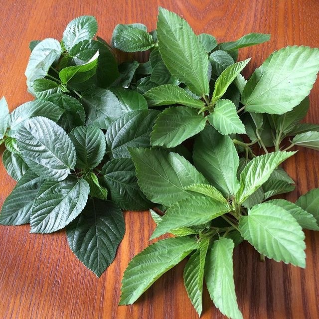 The 4 Amazing Health Benefits of Saluyot Leaves.