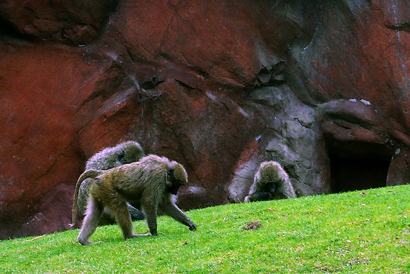 Kingfisher Imaging: Toronto Zoo Photography