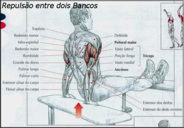 Os 5 melhores exercícios para tríceps. ~ Totz Musculação