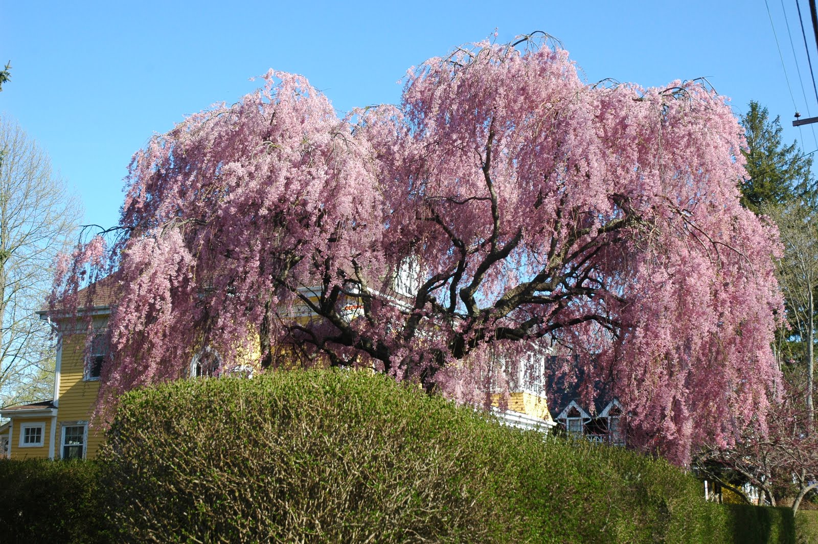 me and you and ellie: Pink and Yellow and Purple