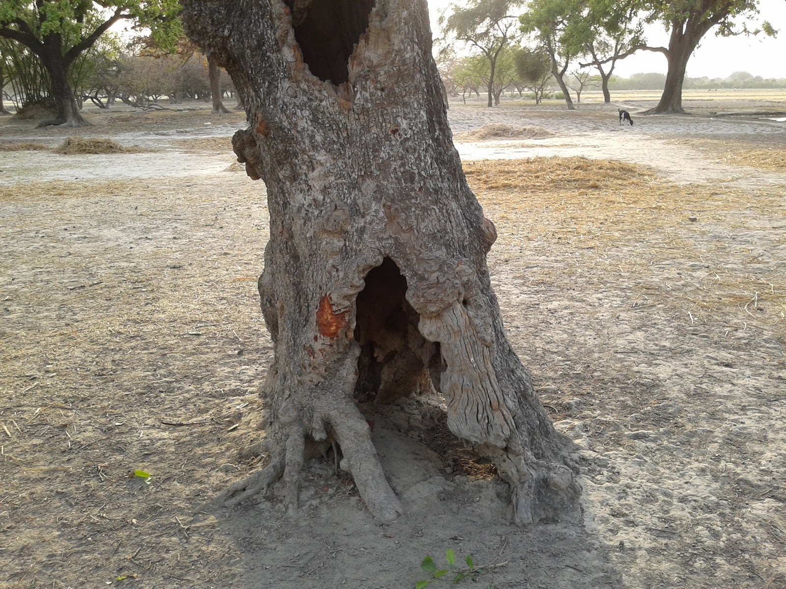 Wirasat - Pargana Chail- Allahabad: June 2012