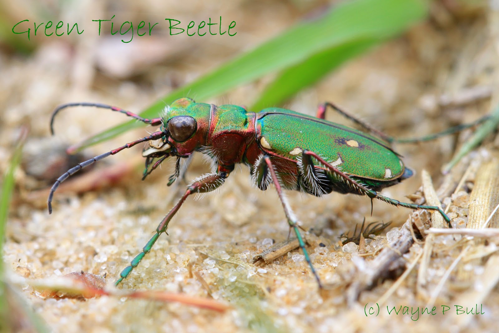 Wayne Bull's Wildlife Blog.: Tigers and Orchids 16th May