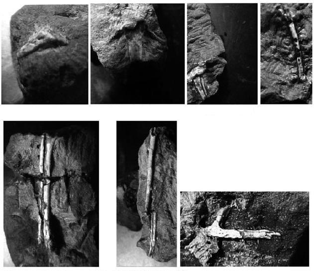 Blog de la Vida Prehistórica: Faxinalipterus