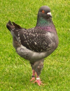 Budidaya Burung: INFO MERPATI HIAS KING HOMER