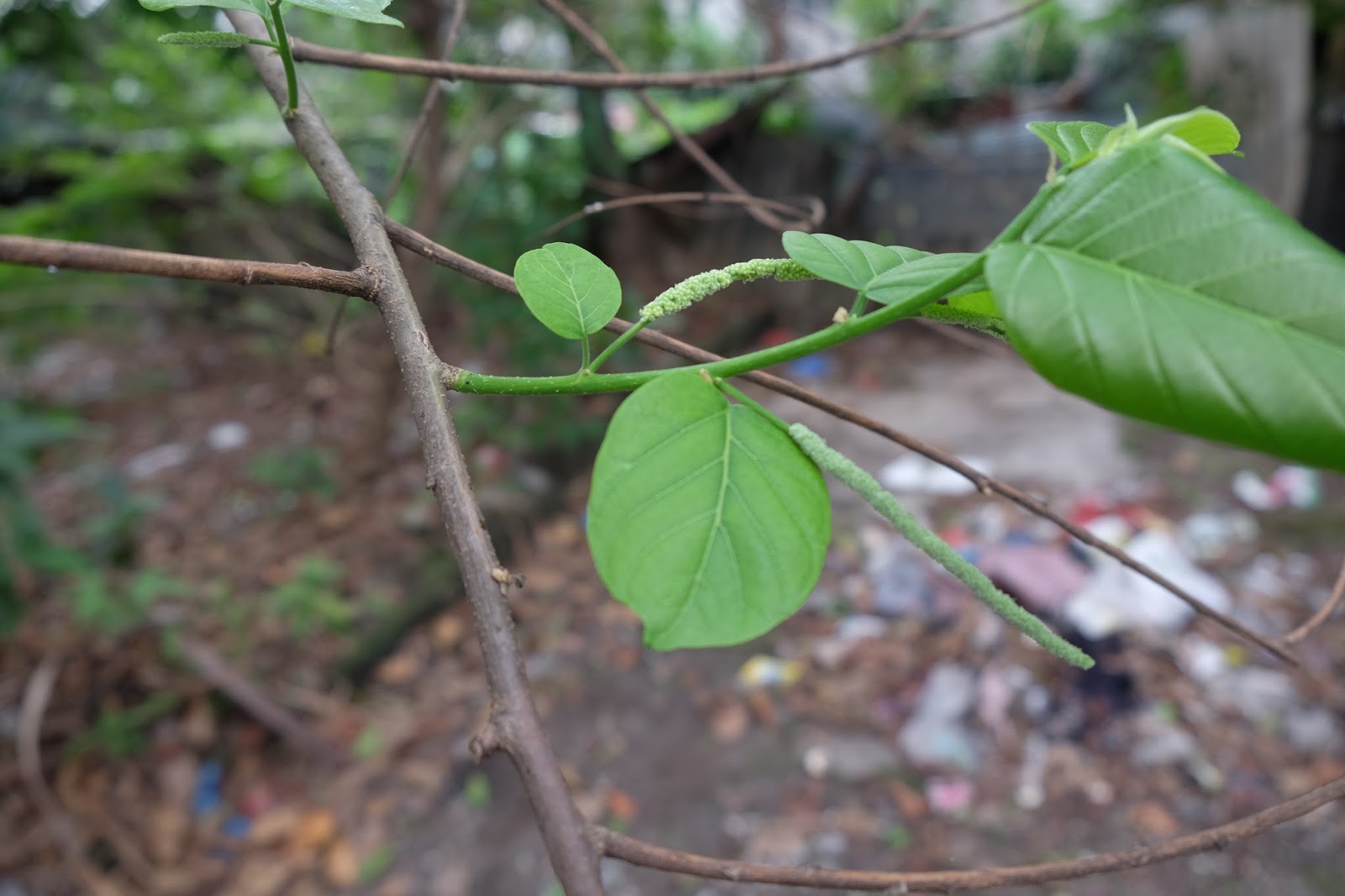 Photography with Dr. Ernie.: Himbabao tree in Philcoa.
