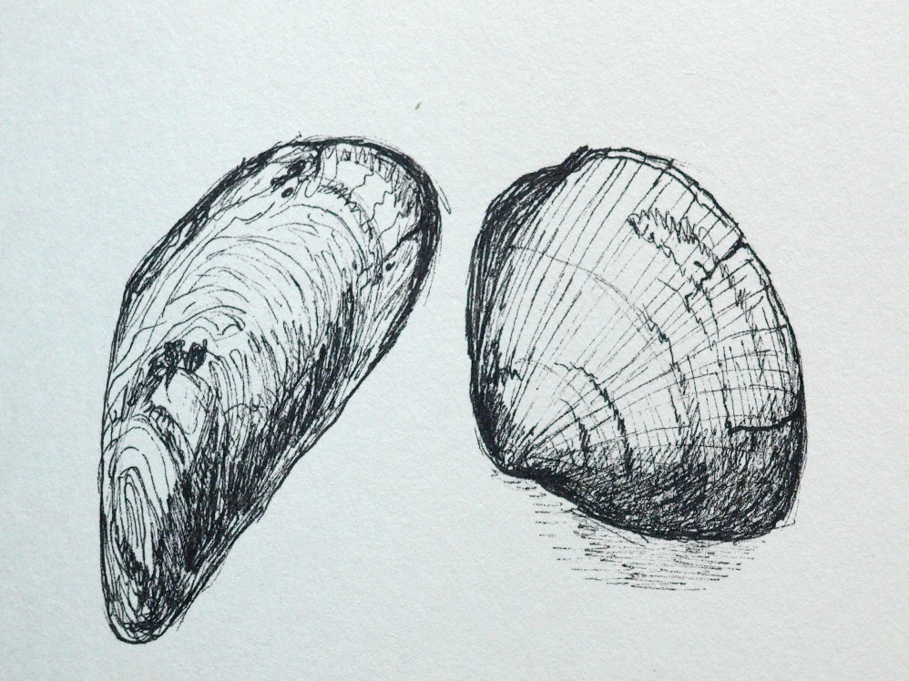 ARTIQUERYROSE: MUSSELS, CLAMS, AND OYSTERS: INK SKETCH